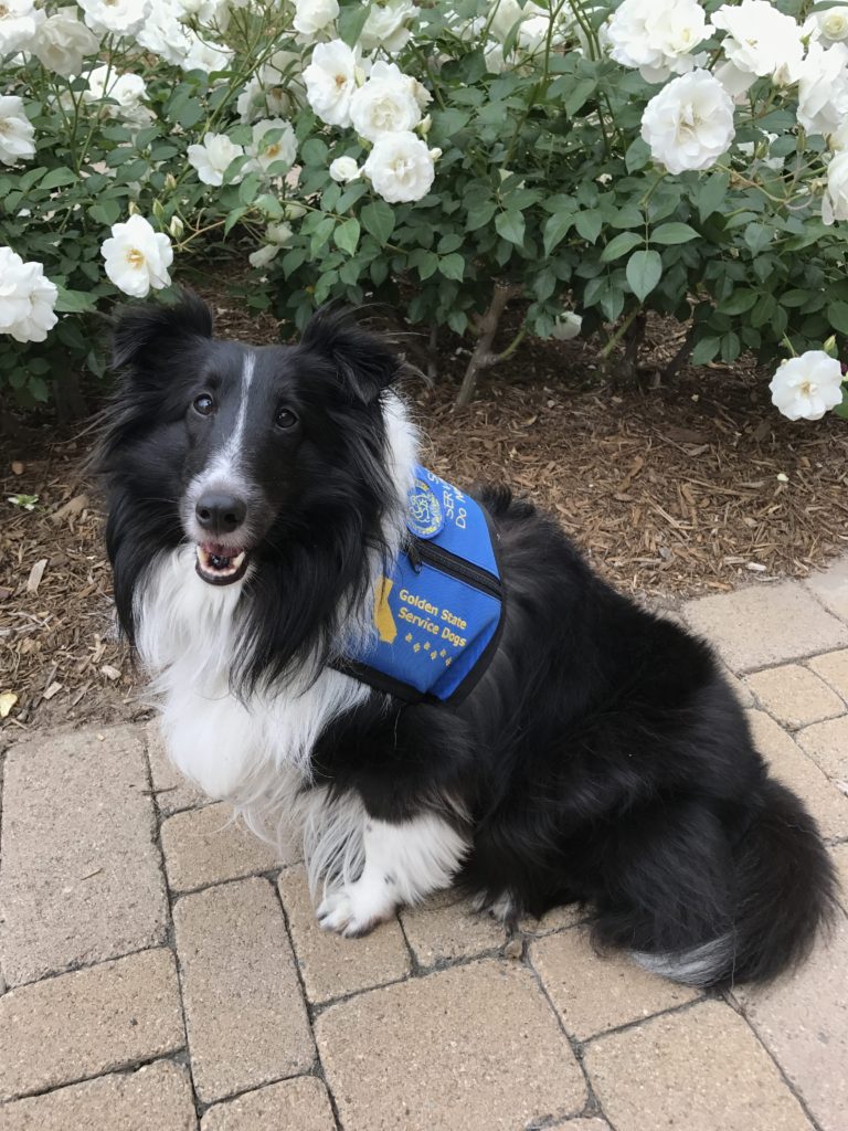 GSSD Dog Canine Spotlights | Golden State Service Dogs, LLC